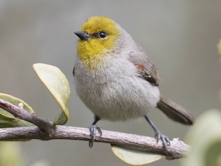 Verdin - eBird