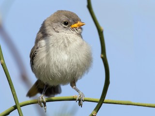 Verdin - eBird
