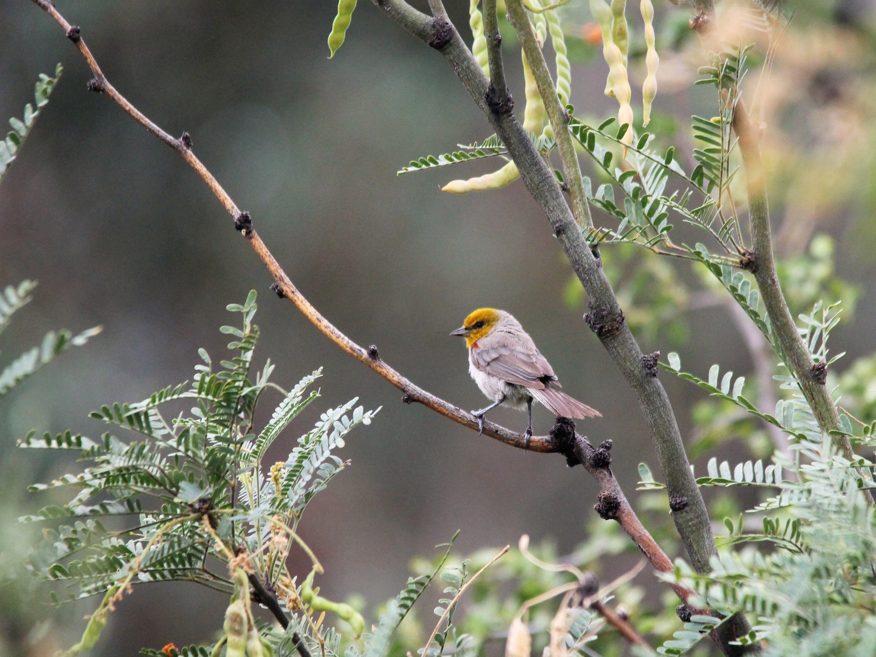 Verdin - eBird