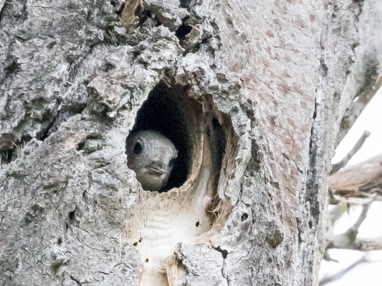 Oak Titmouse - eBird