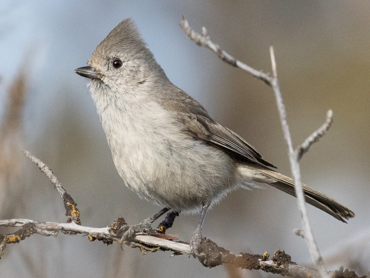 Oak Titmouse - eBird