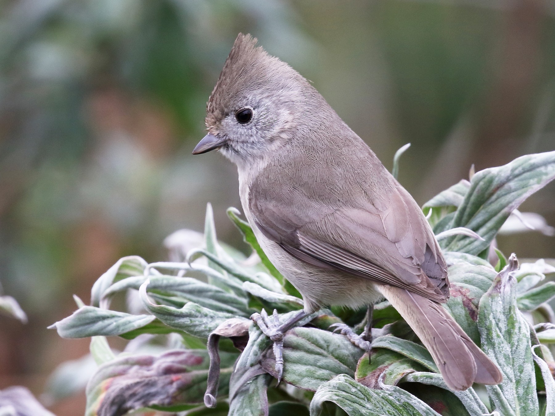 Oak Titmouse - eBird