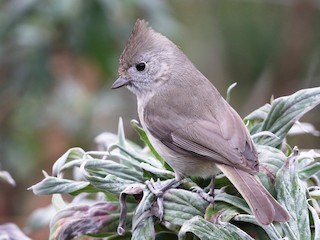 Oak Titmouse - eBird
