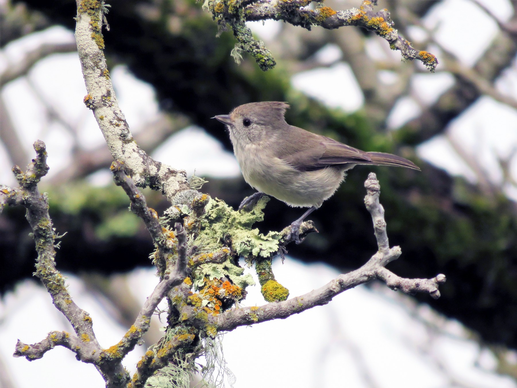 Oak Titmouse - eBird