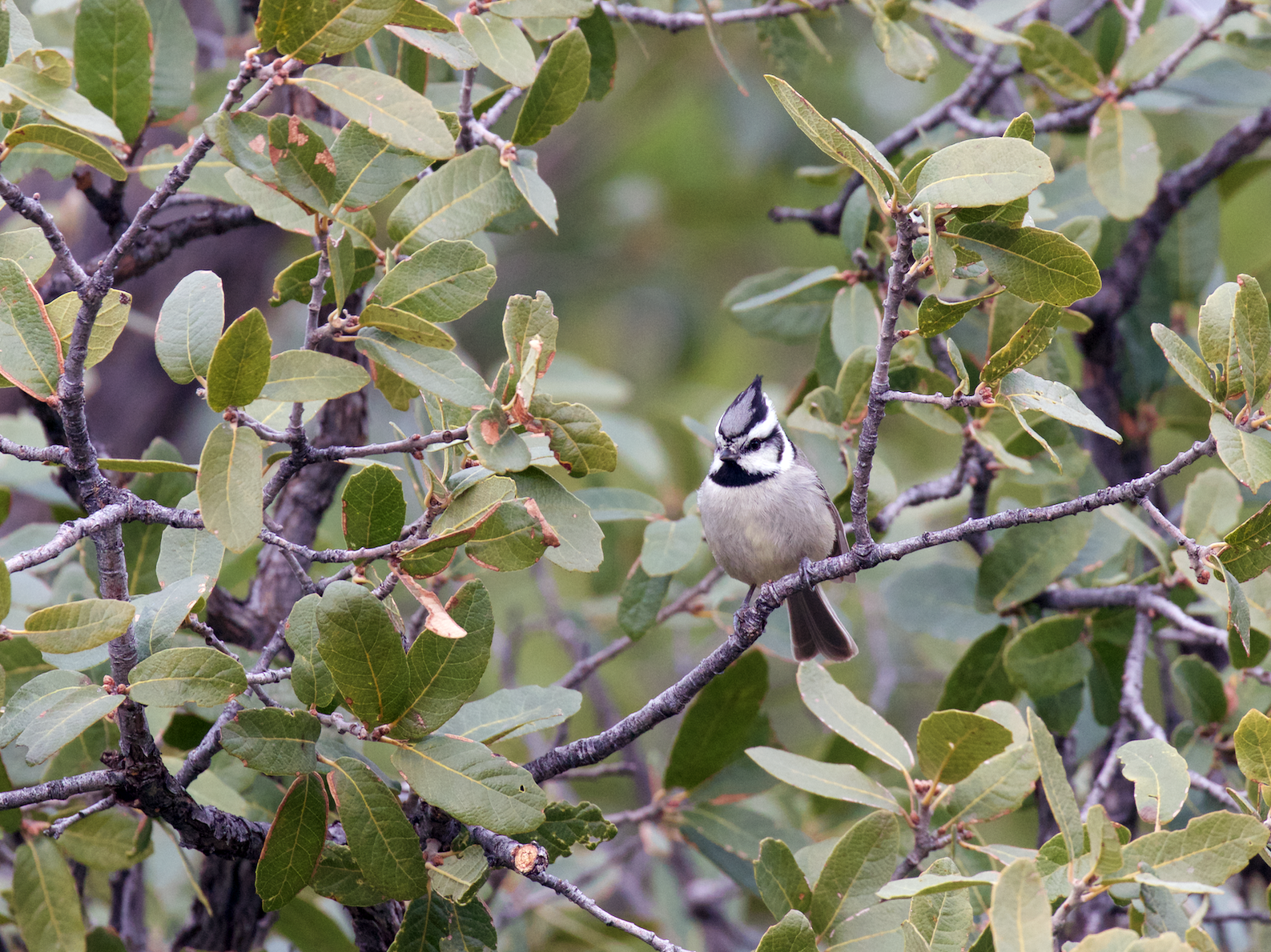 Bridled Titmouse - eBird