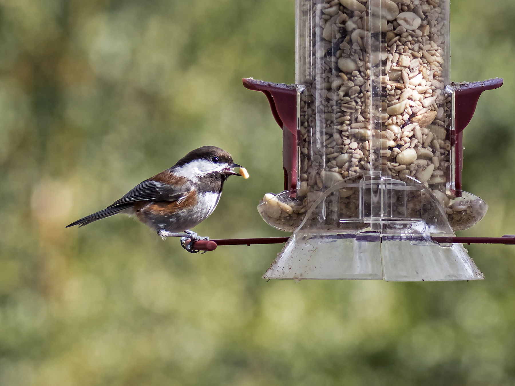 Chestnut-backed Chickadee - eBird