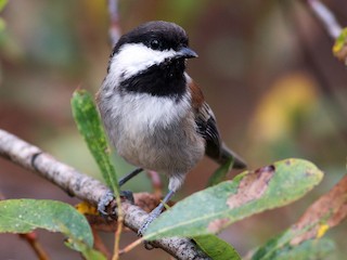 Chestnut-backed Chickadee - eBird
