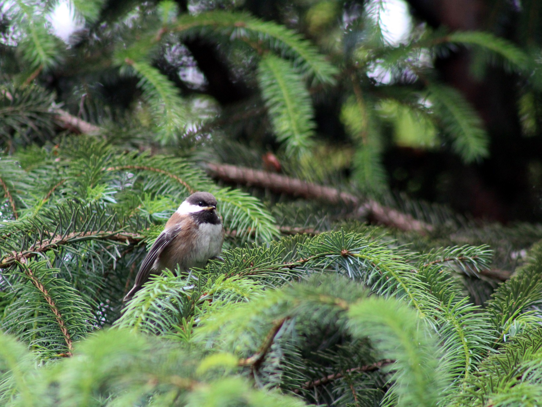 Chestnut-backed Chickadee - eBird