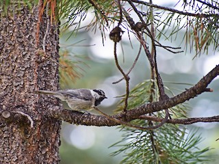 Mountain Chickadee - eBird