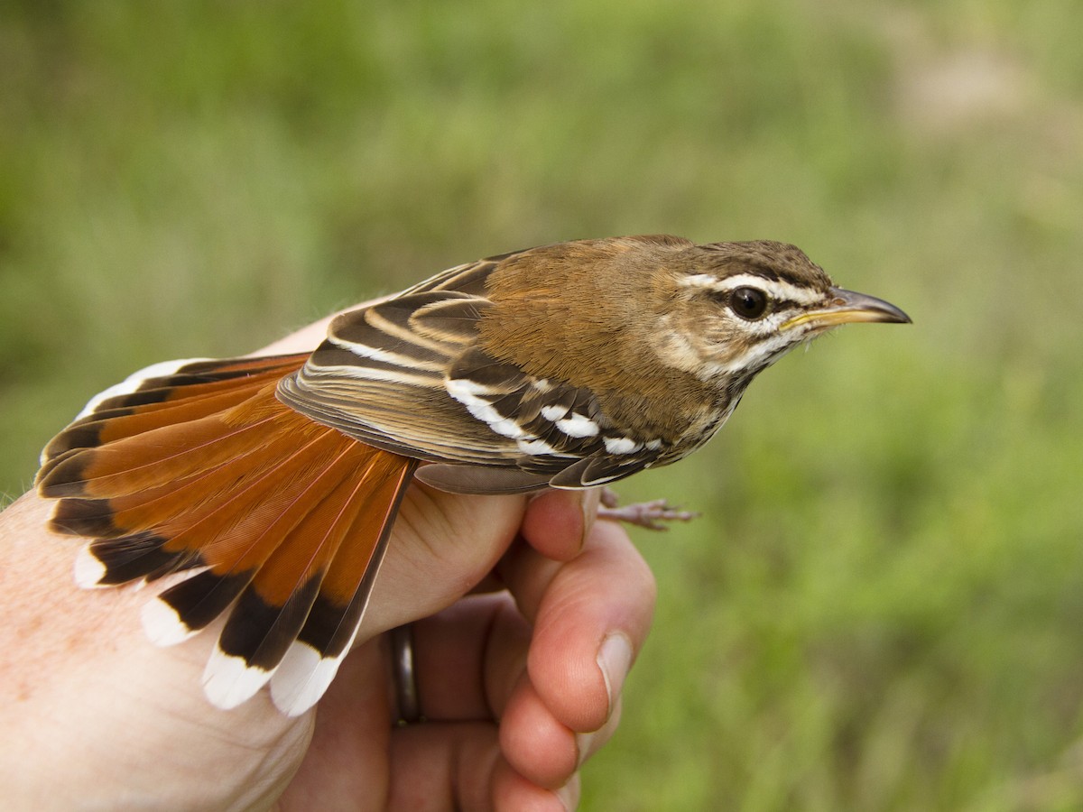 Japanese Robin Bird Pictures