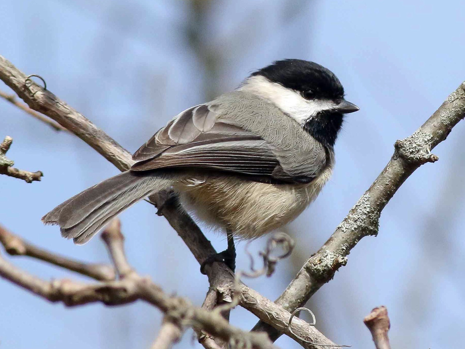Carolina Chickadee - Great Backyard Bird Count