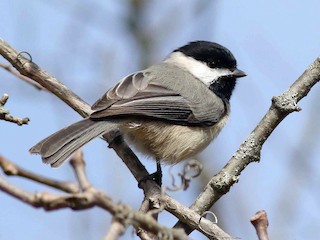 Carolina Chickadee - Pennsylvania Bird Atlas