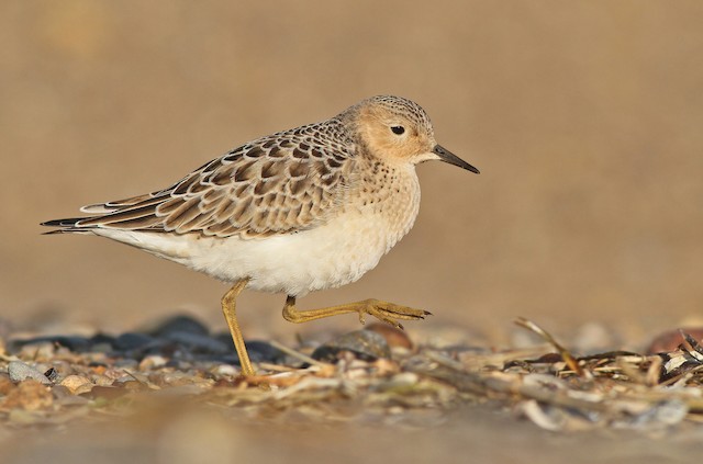 Mass Audubon eBird - Discover a new world of birding...