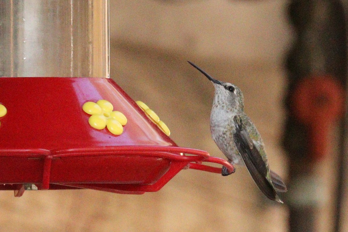eBird Checklist - 29 Aug 2017 - Alpine, WY - Box Y Ranch on Greys River ...