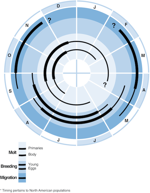 Nidificação - Rivoli's Hummingbird - Eugenes fulgens - Birds of the World