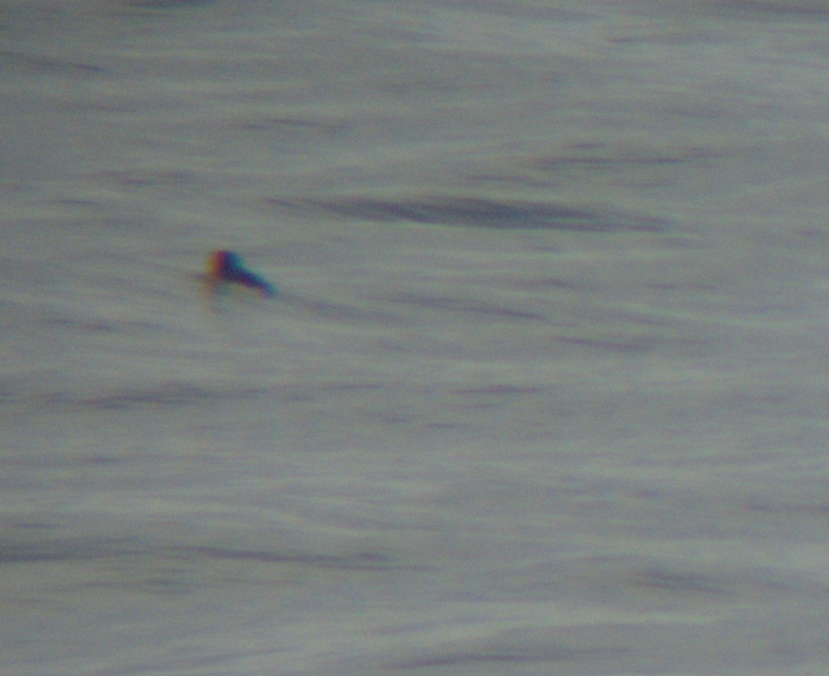 eBird Checklist - 1 Sep 2012 - Humboldt Bay--North Spit jetty - 24 species