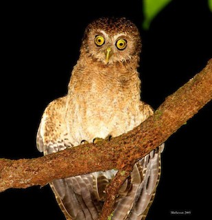 Mindoro Boobook - Ninox mindorensis - Birds of the World
