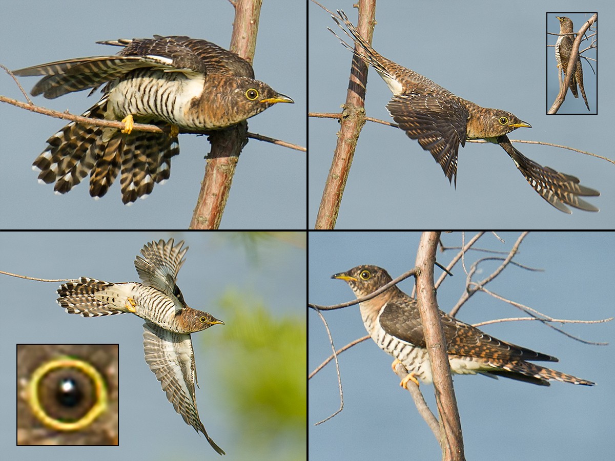 Cuco (Cuculus) sp. - eBird