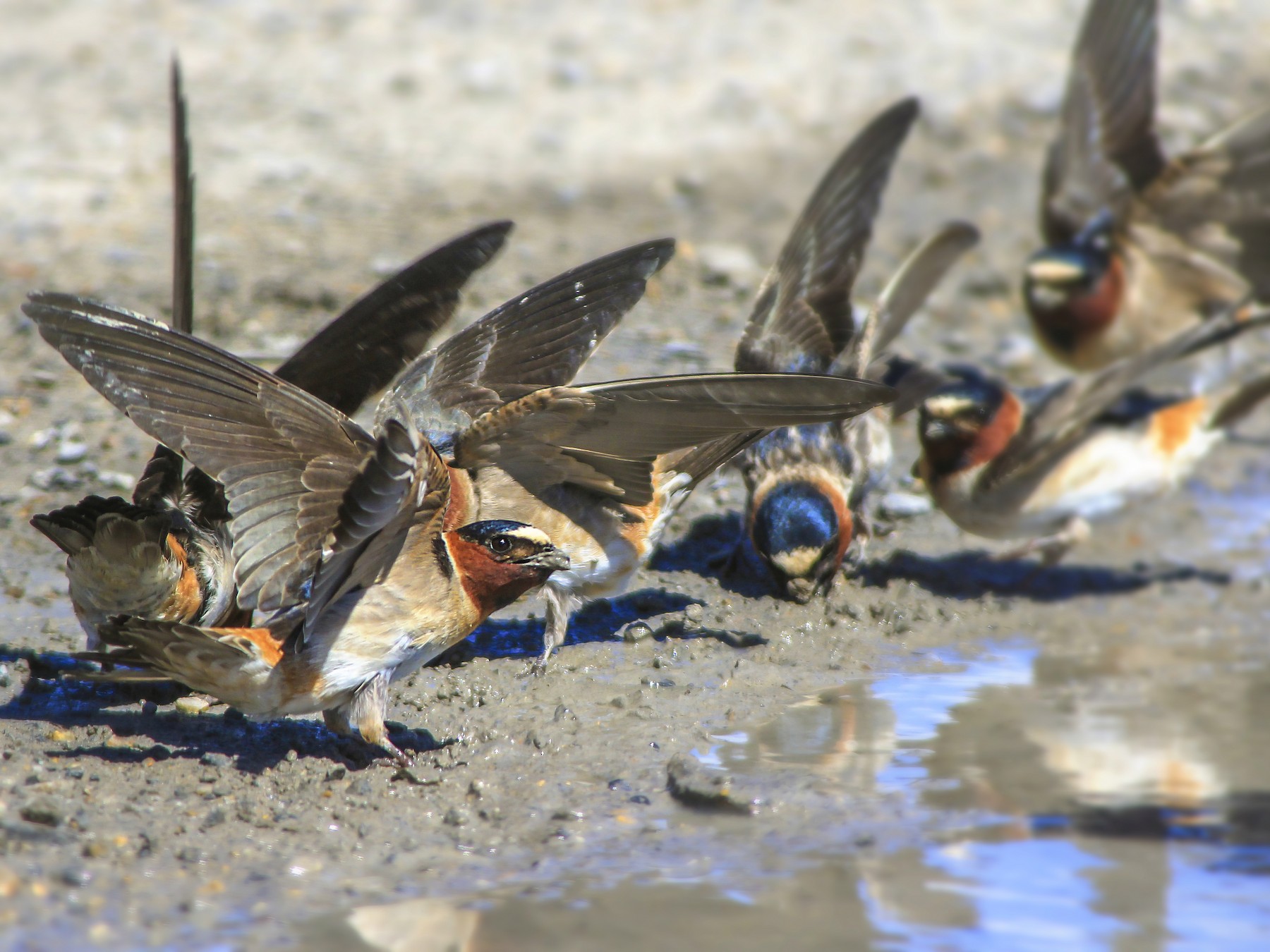 Cliff Swallow - eBird