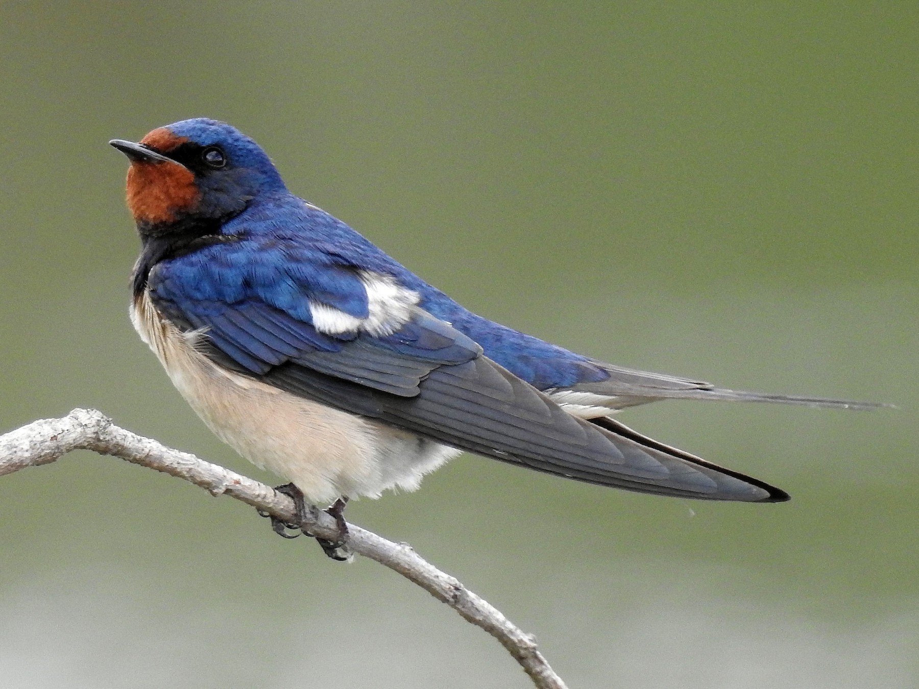 Barn Swallow - eBird