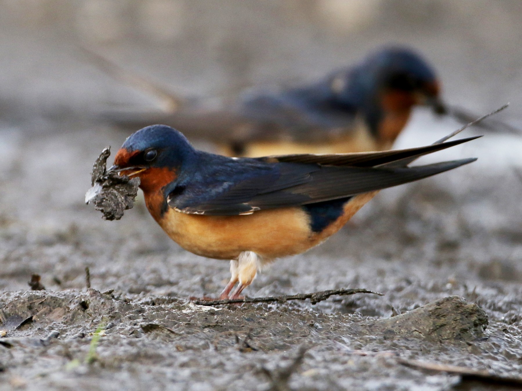 Barn Swallow - eBird