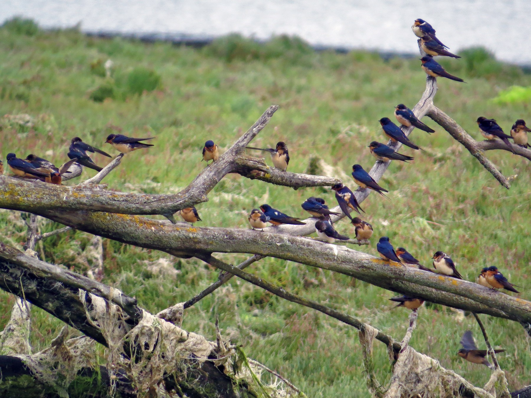 Barn Swallow - eBird