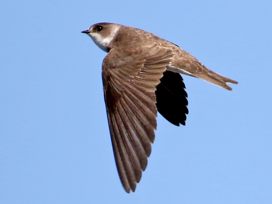 Bank Swallow - eBird