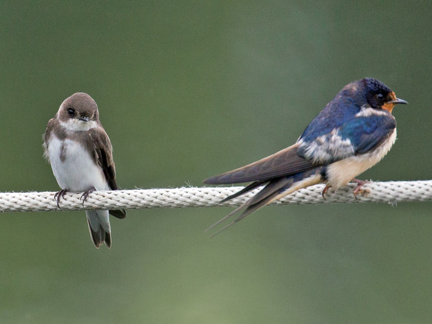 Bank Swallow - eBird
