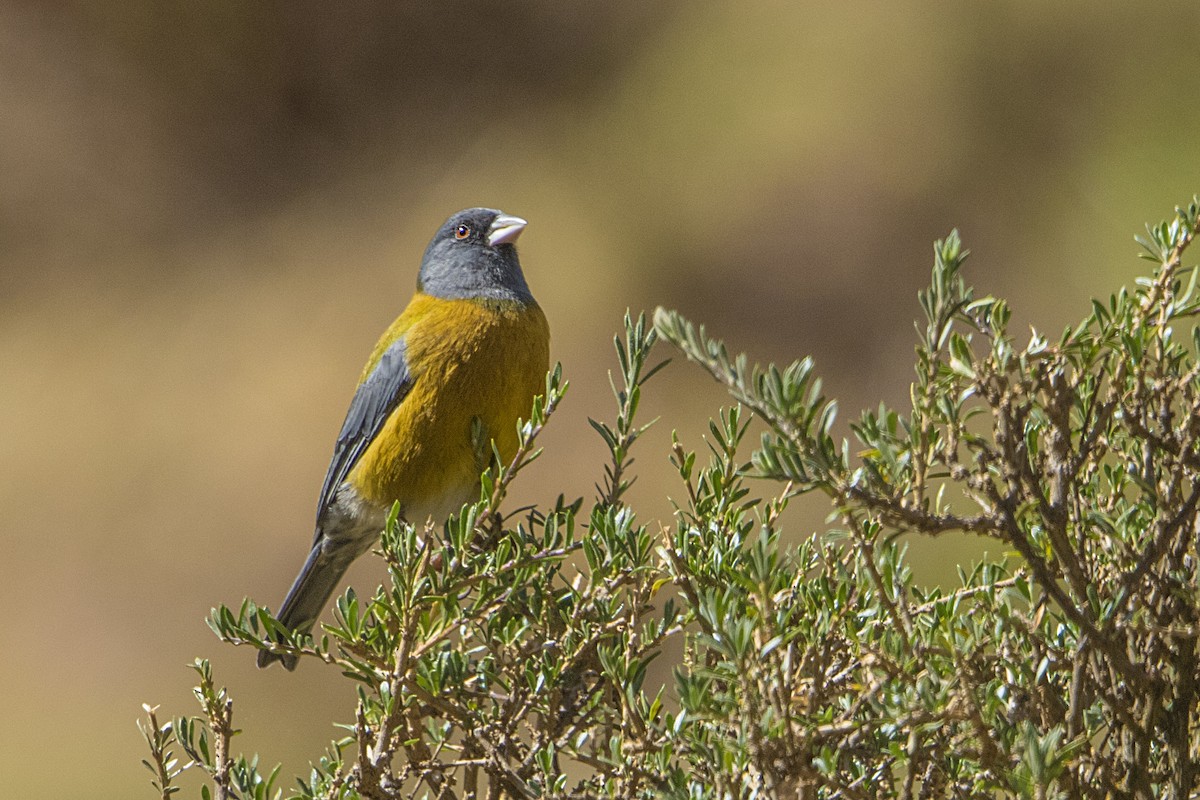 Peruvian Sierra Finch - Phrygilus punensis - Birds of the World