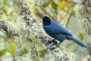 White-collared Jay - Cyanolyca viridicyanus - Birds of the World
