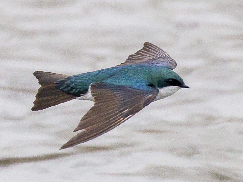 Tree Swallow - eBird