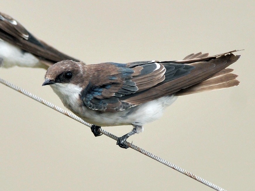 Tree Swallow - eBird
