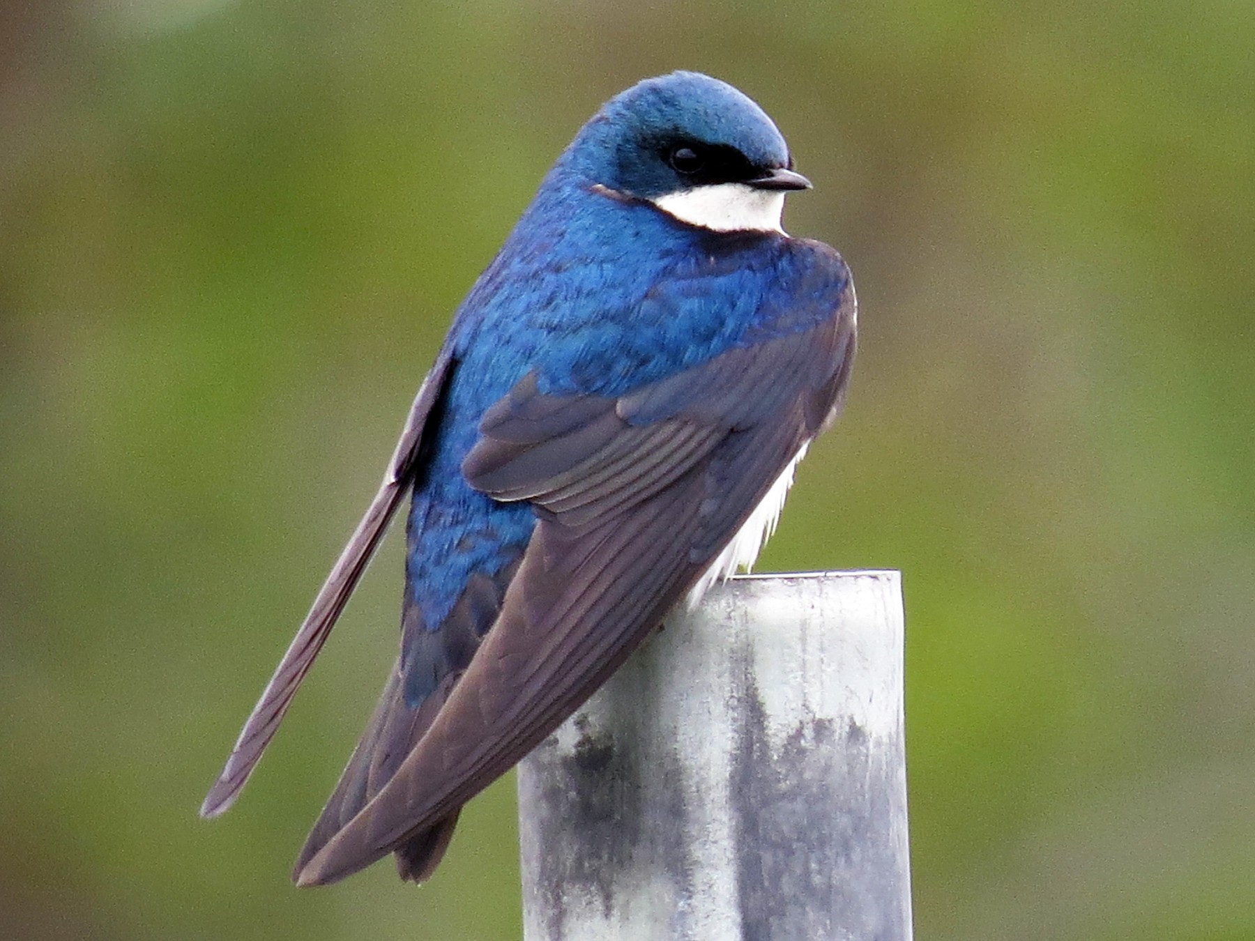 Tree Swallow - eBird