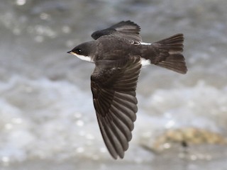 Tree Swallow - eBird