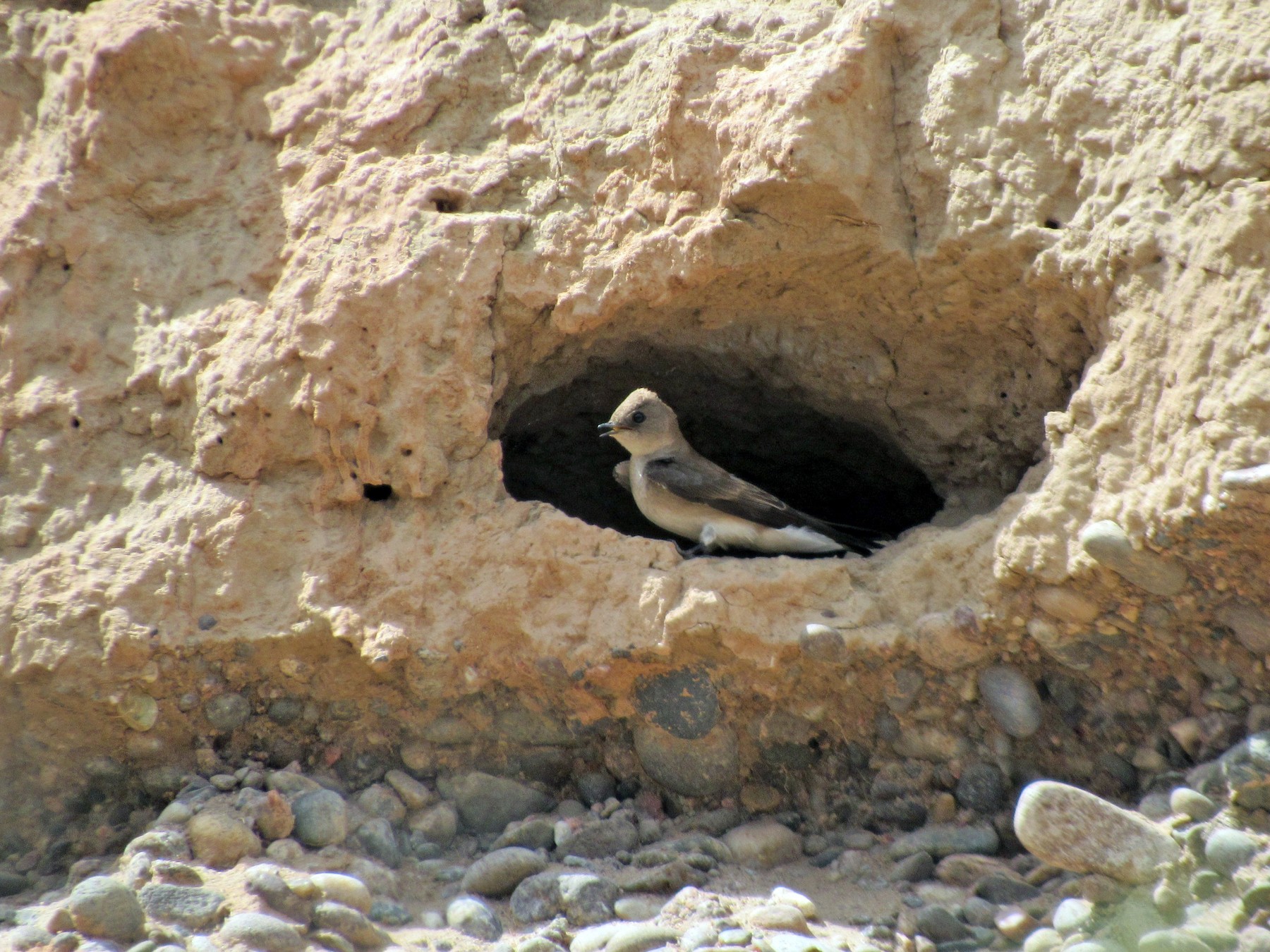Northern Rough-winged Swallow - eBird