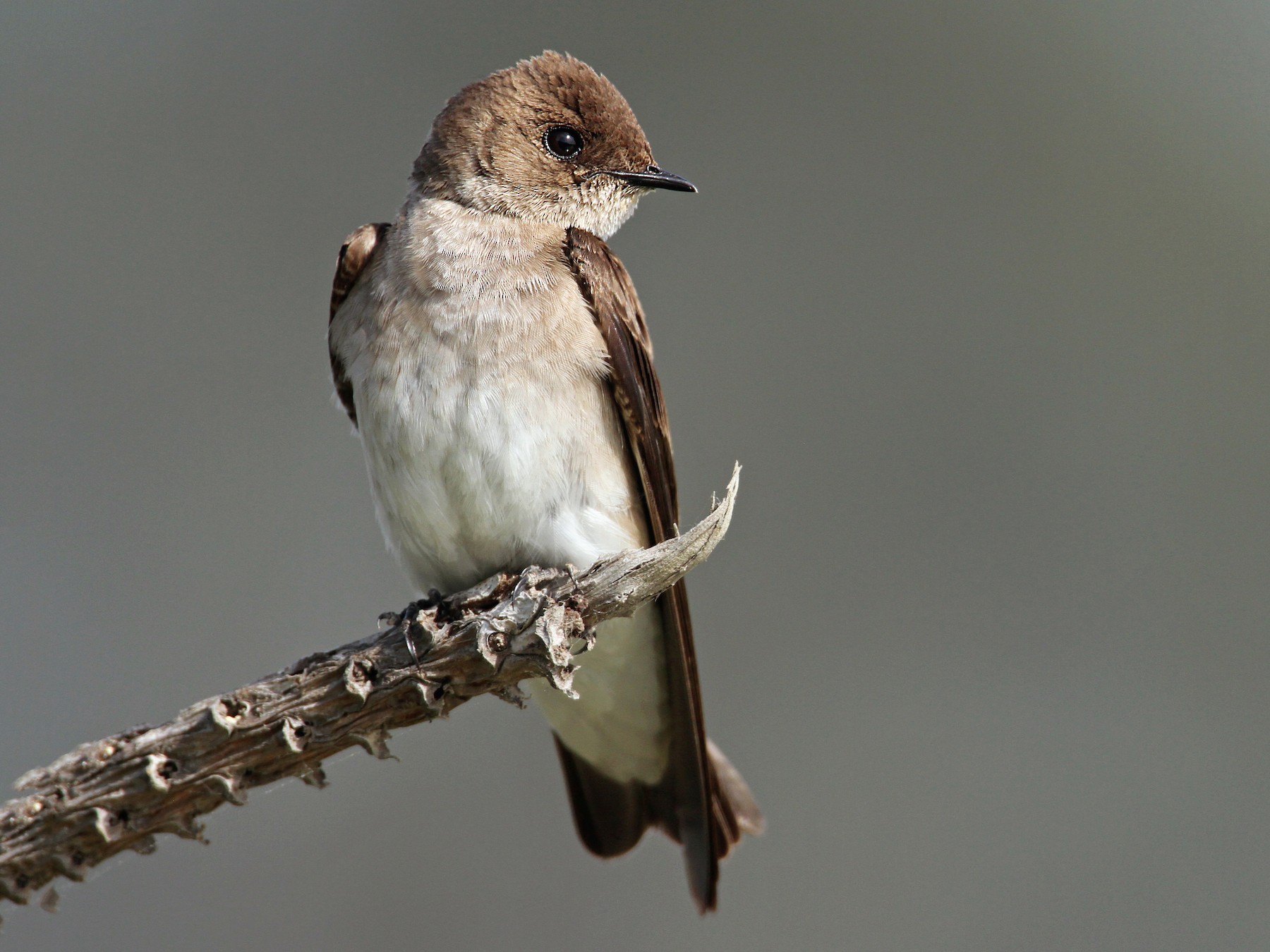 Northern Rough-winged Swallow - eBird