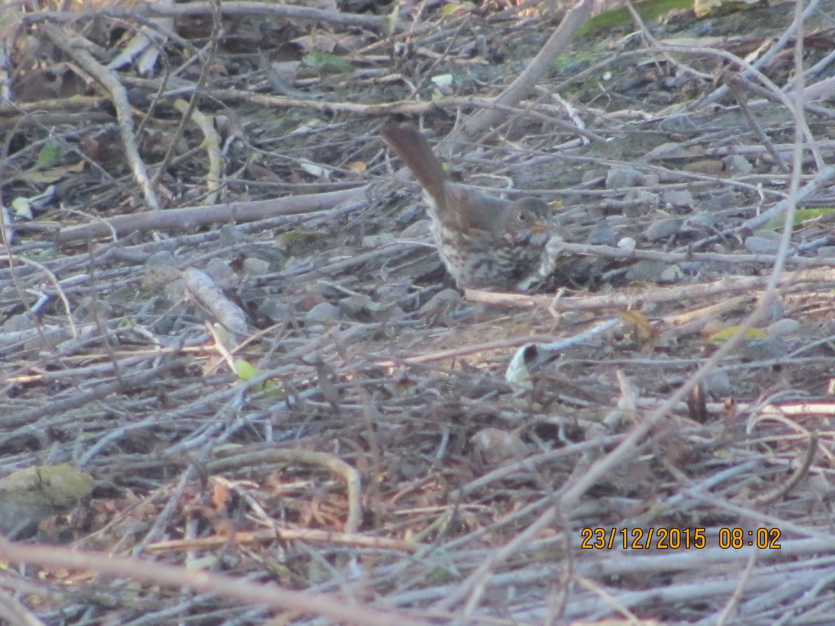 eBird Checklist - 23 Dec 2015 - Merced NWR--Auto Loop - 51 species