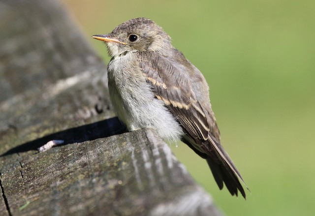Eastern Wood Pewee