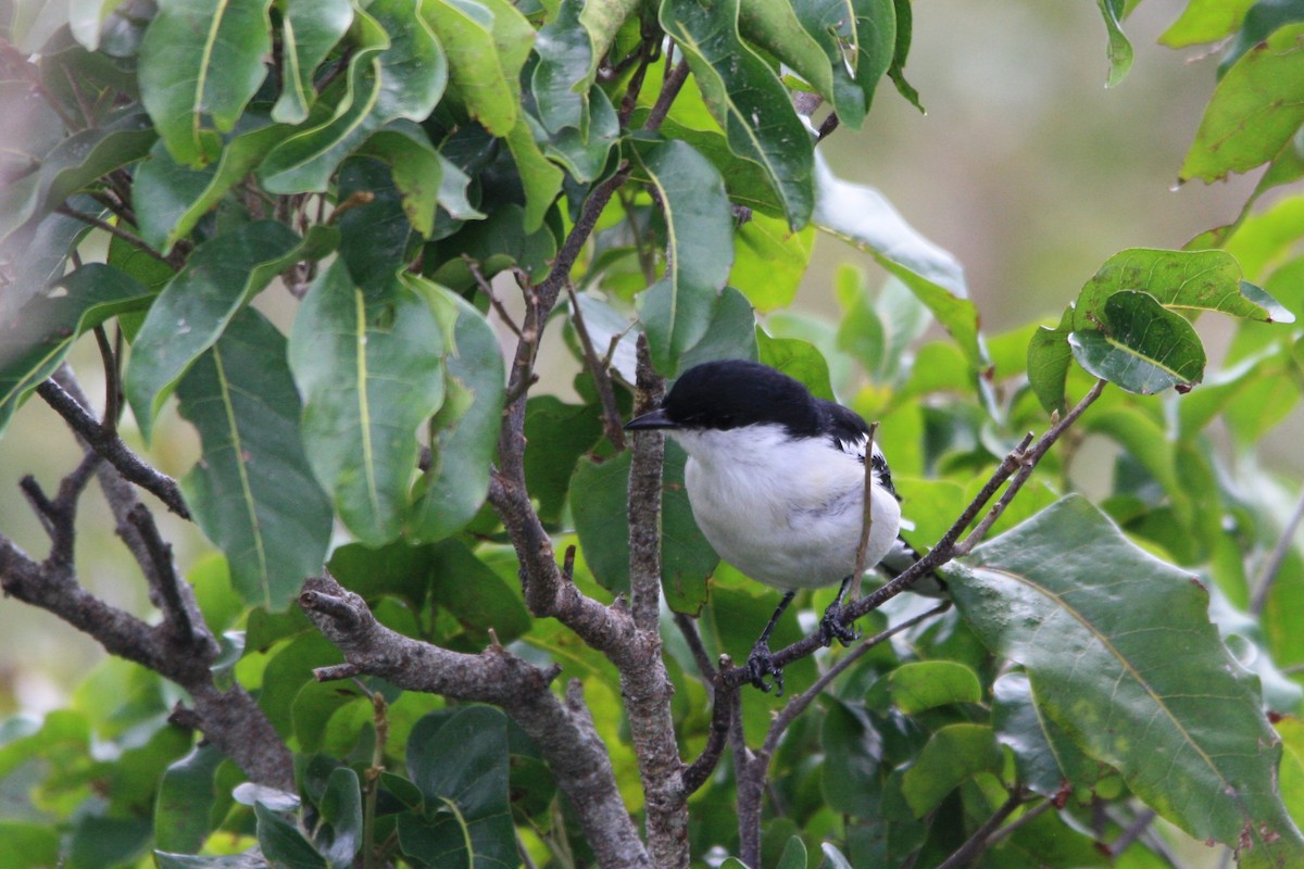 Long-tailed Triller - Lalage leucopyga - Birds of the World