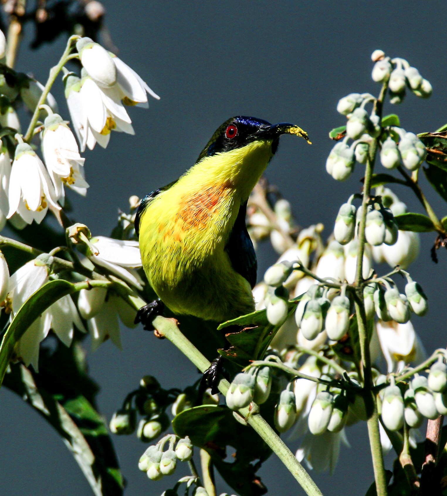 Mountain Sunbird - eBird
