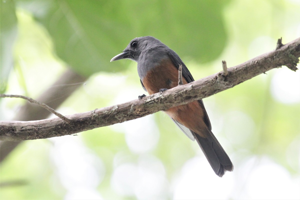 Island Monarch - Monarcha cinerascens - Birds of the World