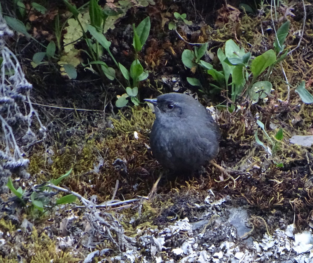 Puna Tapaculo - Scytalopus simonsi - Birds of the World