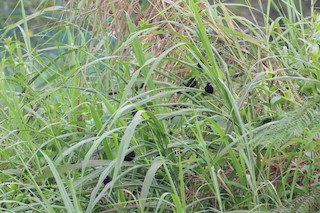 Black Munia - Lonchura stygia - Birds of the World