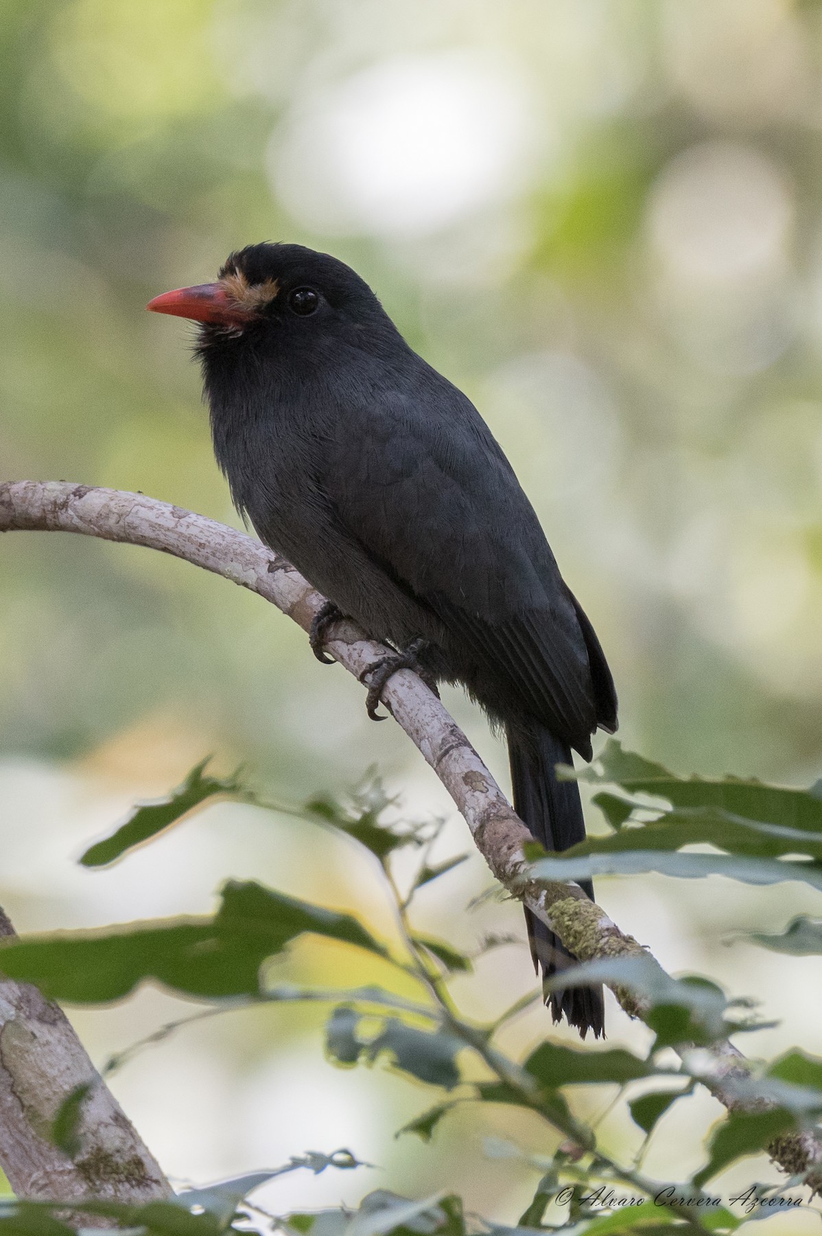 White-fronted Nunbird (Costa Rican) - eBird