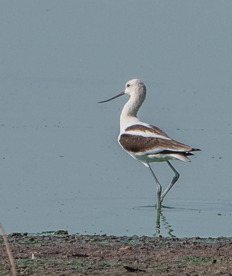 eBird Checklist - 13 Sep 2017 - Blacks Creek Bird Reserve - 37 species ...
