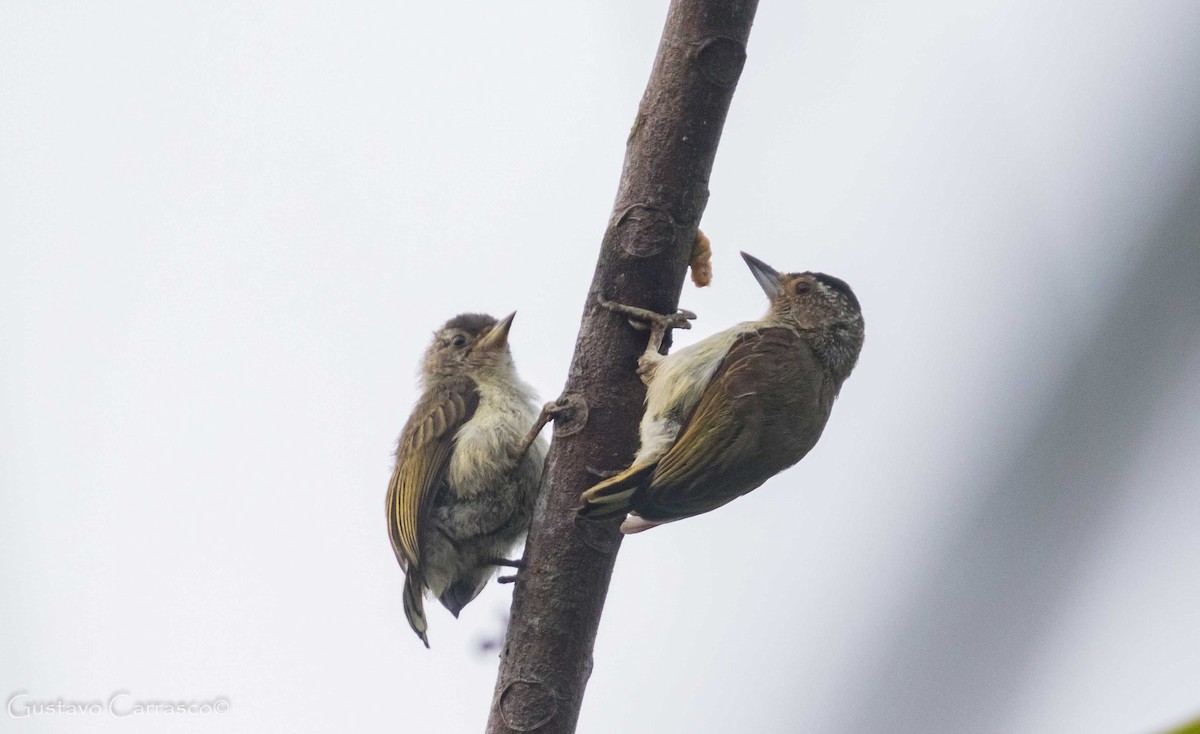 Plain-breasted Piculet - Picumnus castelnau - Birds of the World