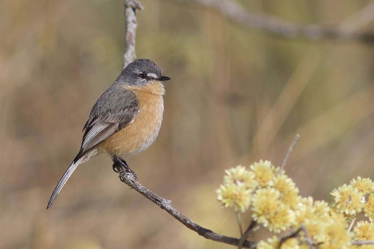 Gray-backed Tachuri - Polystictus superciliaris - Birds of the World
