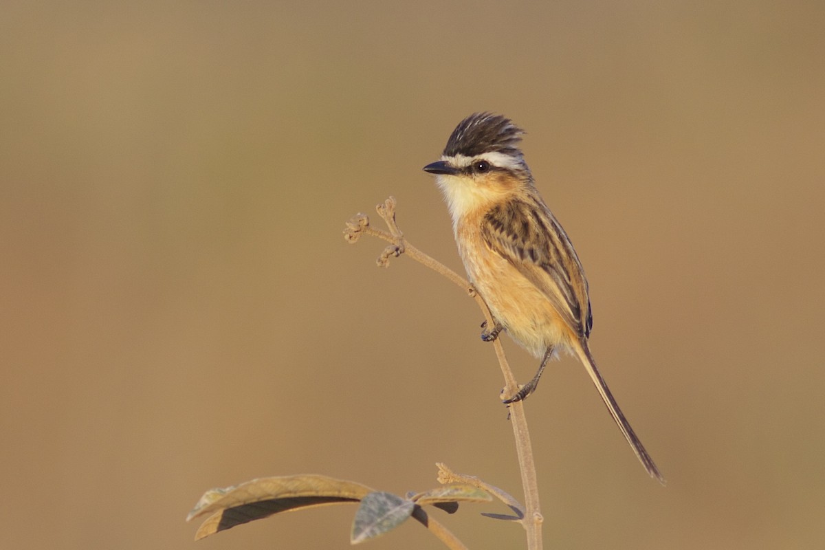 Sharp-tailed Tyrant - Culicivora caudacuta - Birds of the World