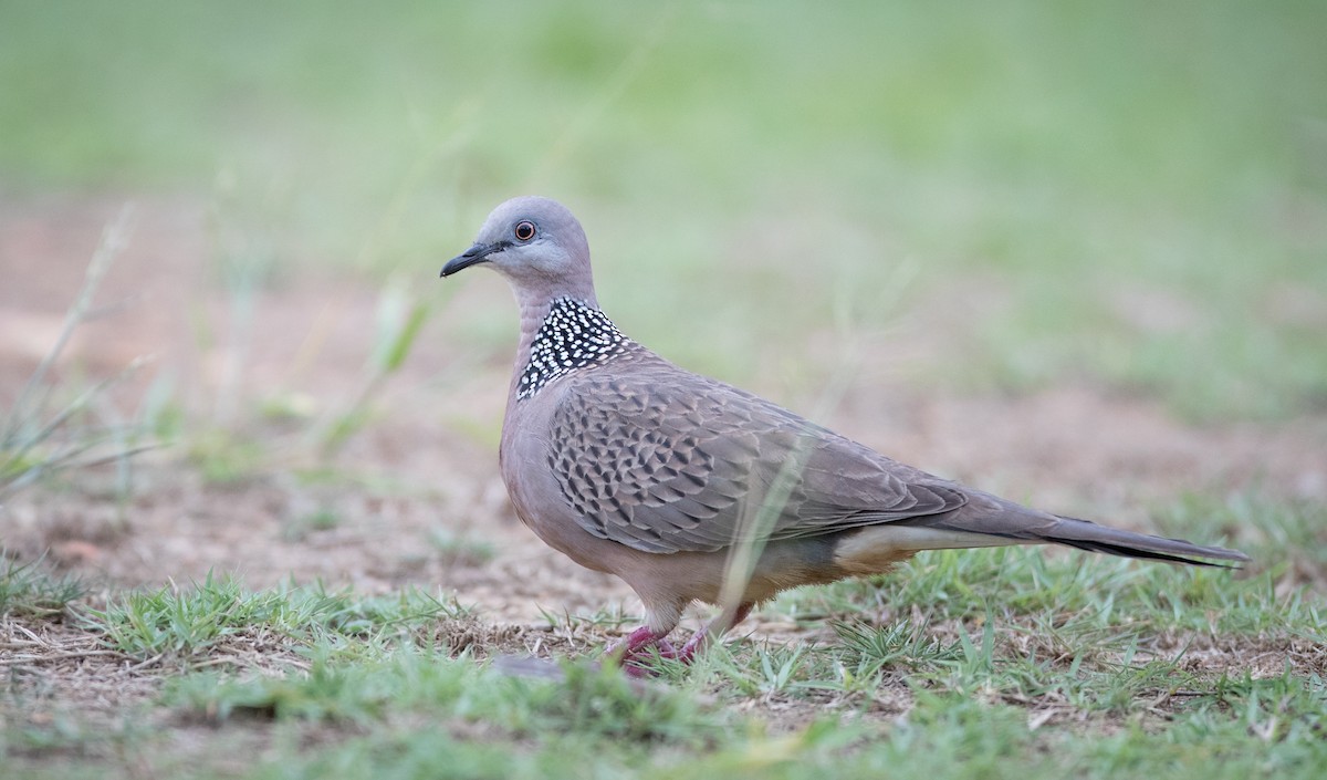 Spotted Dove (Eastern) - eBird
