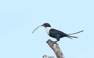 White-necked Myna - Streptocitta albicollis - Birds of the World